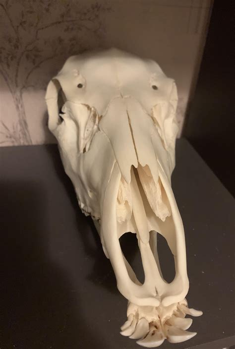 Reindeer Sex Age Estimate Rbonecollecting