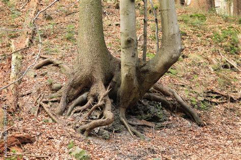 Weird Tree With Triple Trunk And Revealed Crooked Roots Stock Photo Adobe Stock