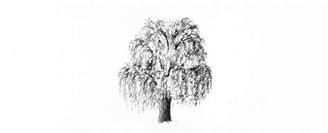 Weeping Willow Tree Sketch At Explore Collection Weeping Willow Tree Sketch At Explore Collection
