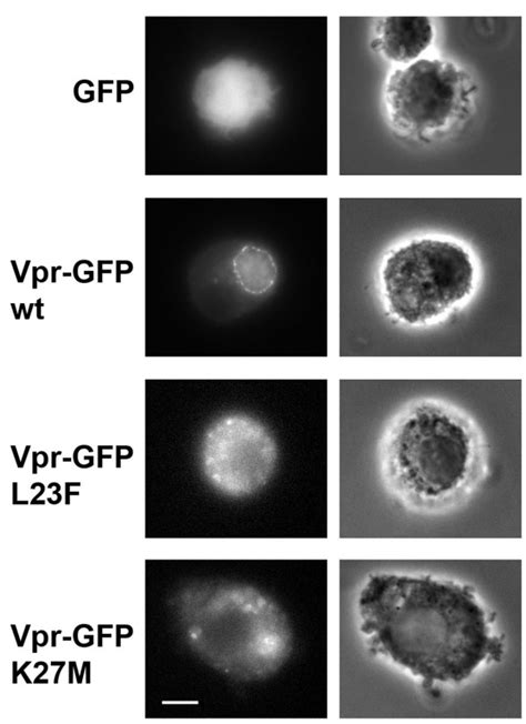 Subcellular Localization Of Wild Type Vpr And Vpr Mutants In Human