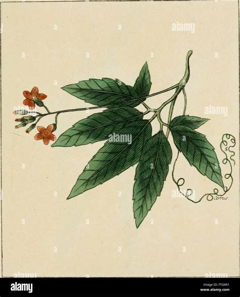 A 1812 Text By Linnaeus Outlining The Fundamental Principles Of Botany And Providing Examples