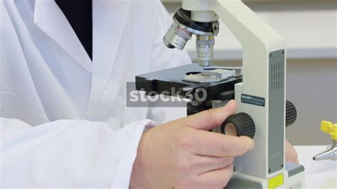 Specimen In Microscope At Rachel Morgan Blog