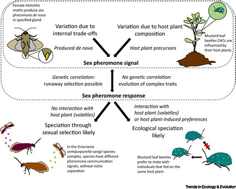 Evolutionary Importance Of Intraspecific Variation In Sex Pheromones Trends In Ecology And Evolution