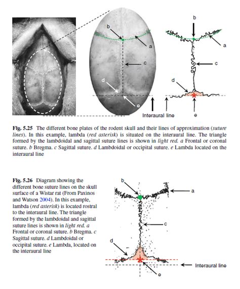 What Is The Typical Distance From Bregma To Lambda In Adult Mouse Brains Researchgate