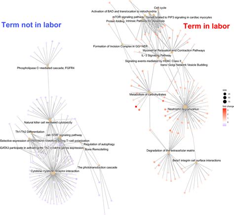 Functional Enrichment Of Biological Pathways In The Amniotic Fluid