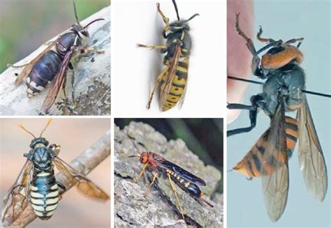Dont Confuse These Largely Harmless Insects With The ‘murder Hornet