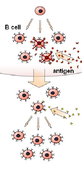 Clonal Selection Theory Download Scientific Diagram