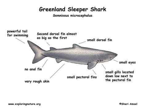 Ovoviviparous Diagram
