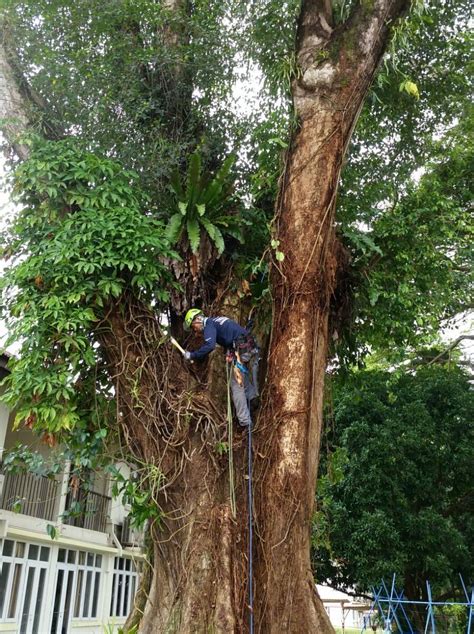 Arborist Services Professional Tree Solutions