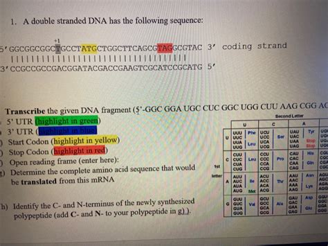 solved 1 a double stranded dna has the following sequence