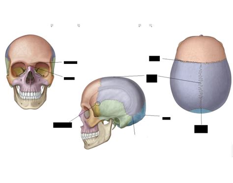 Sutural Junctions And Other Craniometric Points Quiz