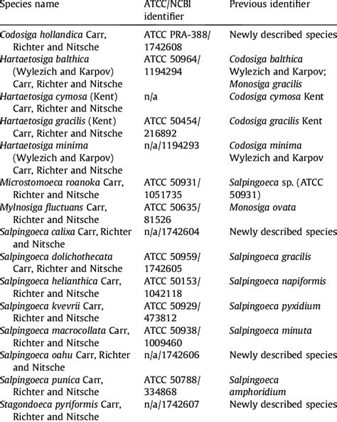 Taxa Described In This Study Download Table