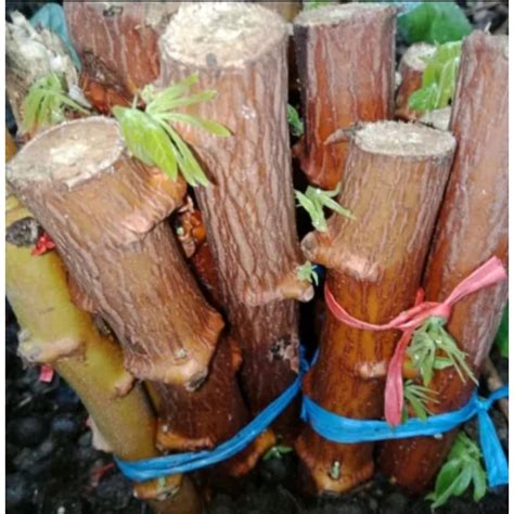 Jual Bibit Singkongsetekbatangsingkong Gajah Per Setektermurah