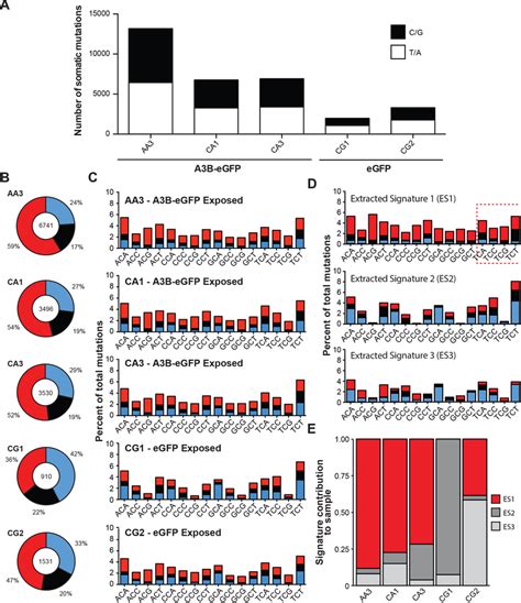 Summary Of Somatic Mutations Detected By Wgs A Stacked Bar Graphs
