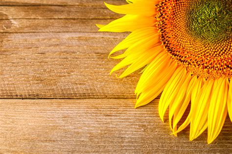 해바라기 오일 그리고 전통적인 소박한 나무 배경에 작은 자루에 해바라기 씨 유기농 및 친환경 식품 개념입니다 건강 식품 및 지방