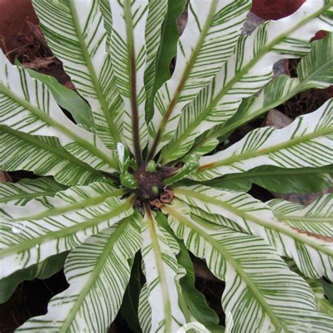 Bird Nest Fern Variegated Asplenium Nidus Variegated For Sale My Home Nature
