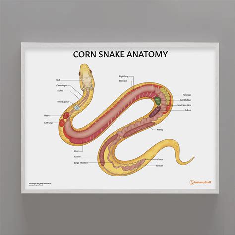 Corn Snake Anatomy Poster Bones Organs Exotic Pets Anatomystuff