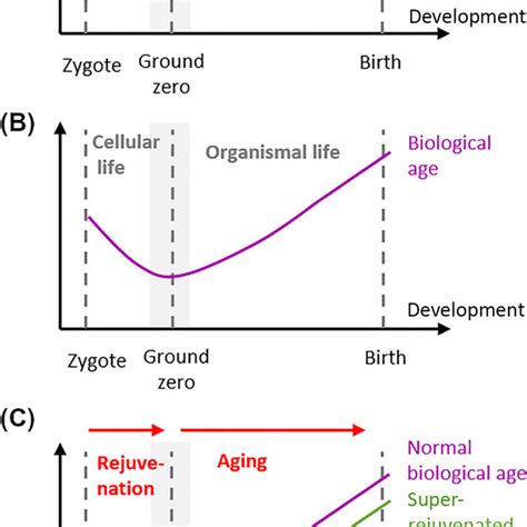 The Ground Zero Model Of Organismal Life And Aging Download Scientific Diagram