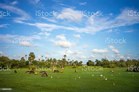 들판에서 방목하는 버팔로 무리 재배를위한 논에서 농업의 조감도 농부의 삶의 방식 0명에 대한 스톡 사진 및 기타 이미지 0명