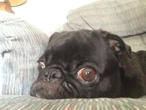 Black Pugs Tumblr
