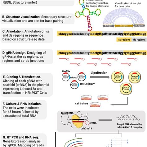 Protospacer Flanking Sequence Pfs For Cas13 Mediated Rna Targeting