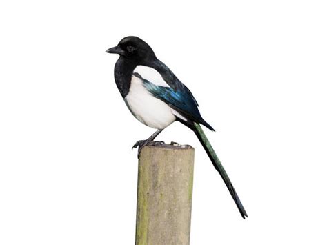 Sroka Zwyczajna Zdjęcia I Ilustracje Istock