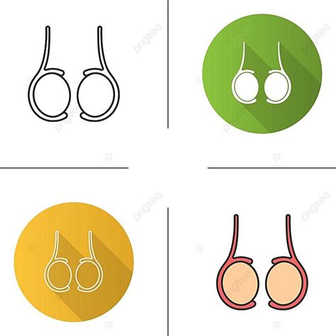 Testicles Icon Internal Drawing Medicine Vector Internal Drawing Medicine Png And Vector With
