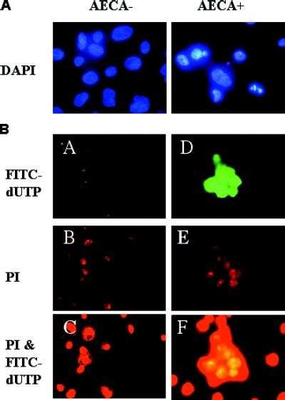 Dapi Staining And Dna Fragmentation Assays Ec Monolayers Were Download Scientific Diagram
