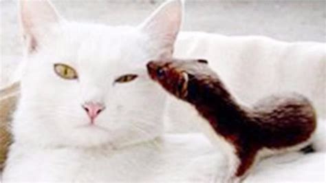 黄鼠狼和猫谁厉害啊？看完你就知道了腾讯视频