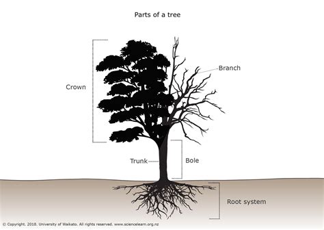 Tree Root System Diagram