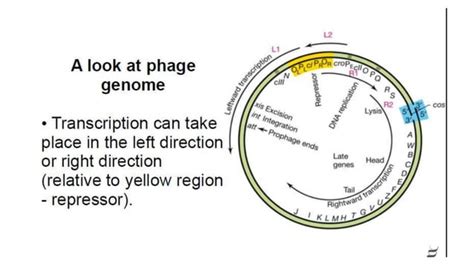 Phage Gene Regulation Pptx