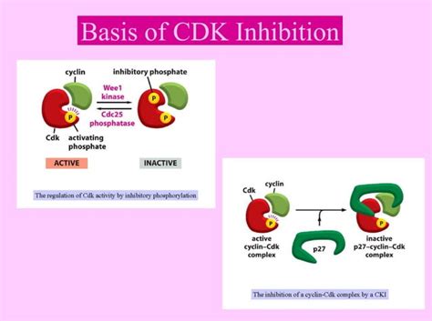 cell cycle regulation and cancer pathology pdf