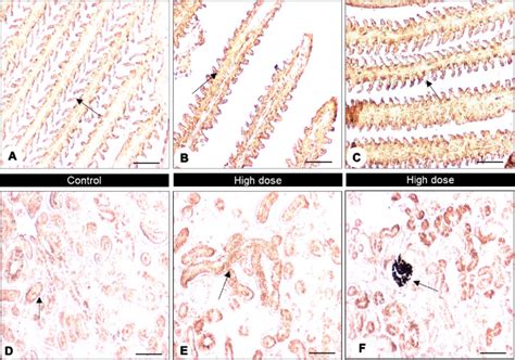 Effects Of 2 Week Roundup Exposure On 2 4 Dinitrophenol Protein Dnp Download Scientific