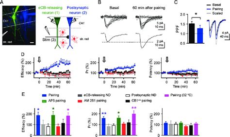 Endocannabinoid Signaling Induces Ltp Of Transmitter Release At Single