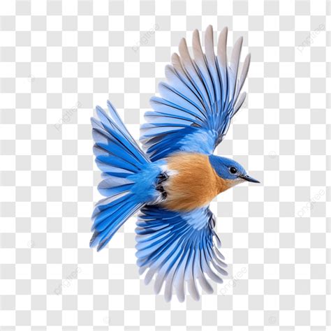 투명한 배경 위를 나는 동부 새 새 동부 파랑새 밀림 Png 일러스트 및 이미지 에 대한 무료 다운로드 Pngtree