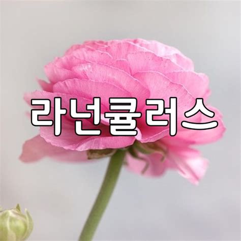 겹겹이 마음을 감싸는 봄꽃 구근식물 라넌큘러스 꽃말 키우기 종류 네이버 블로그