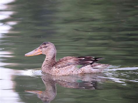 池の鳥達 ムッシュの鳥歳時記