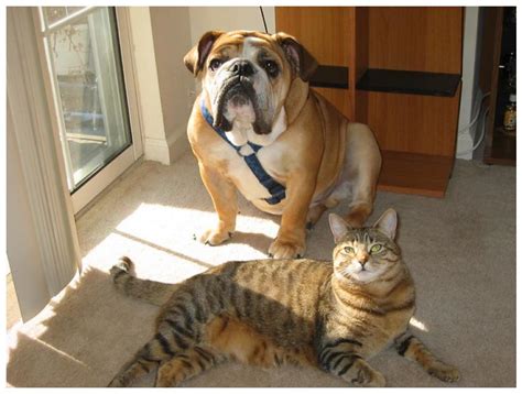 Tutorial Using Occlusion Based Saliency To Explain Image Classification Models — Xaitk Saliency