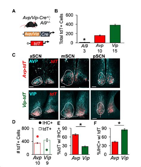 Genetic Strategy To Label Spatial Location Of Scn Peptide Classes A Download Scientific