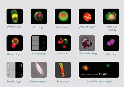 Cytek Amnis® 成像流式 泽汇生物