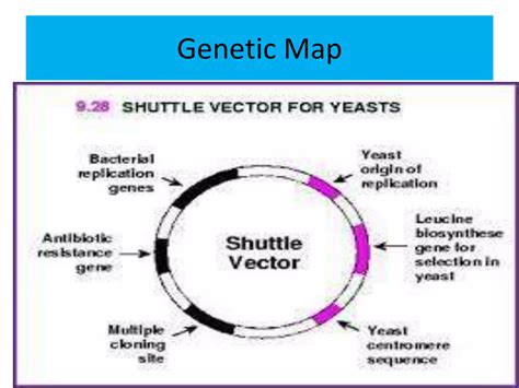 Shuttle Vector Ppt