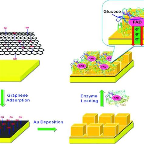 Au Nanocube Graphene Composite Film Based Enzymatic Glucose Biosensor Download Scientific