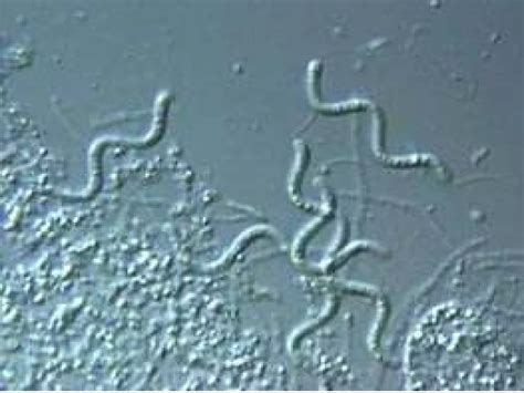 Biology Chp 18 Classification Powerpoint Ppt