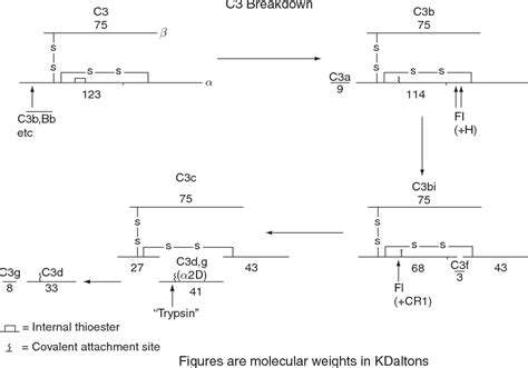 Figure 44 From The Amplification Loop Of The Complement Pathways