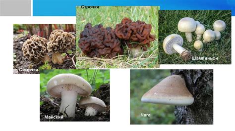 Съедобные и ядовитые грибы презентация онлайн