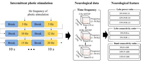 Eight Neurological Features Collected By Eeg Ssvep Recording With Download Scientific Diagram