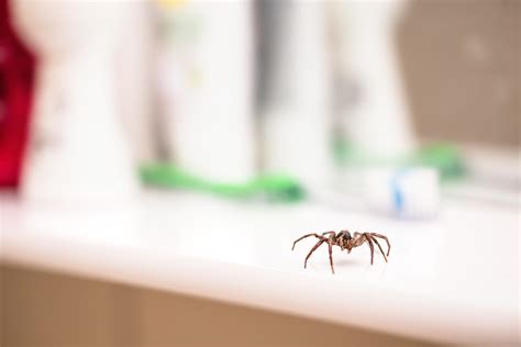 Does DIY Pest Control For Spiders Really Work