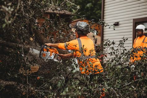 Tree Service Virginia Beach Va Tree Pruning And Removal