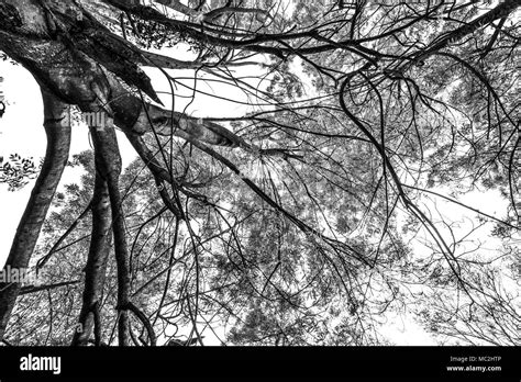 Branches Of Trees And Leaves In Abstract Stock Photo Alamy