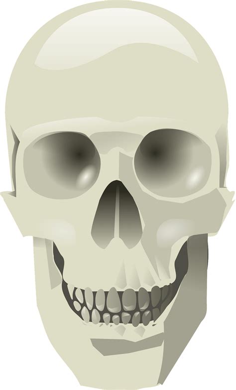 Human Skull Anatomy Illustration Educational Medical Diagram 3655991